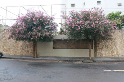 ÁRVORES URBANAS – Grupo Verdejar Franca